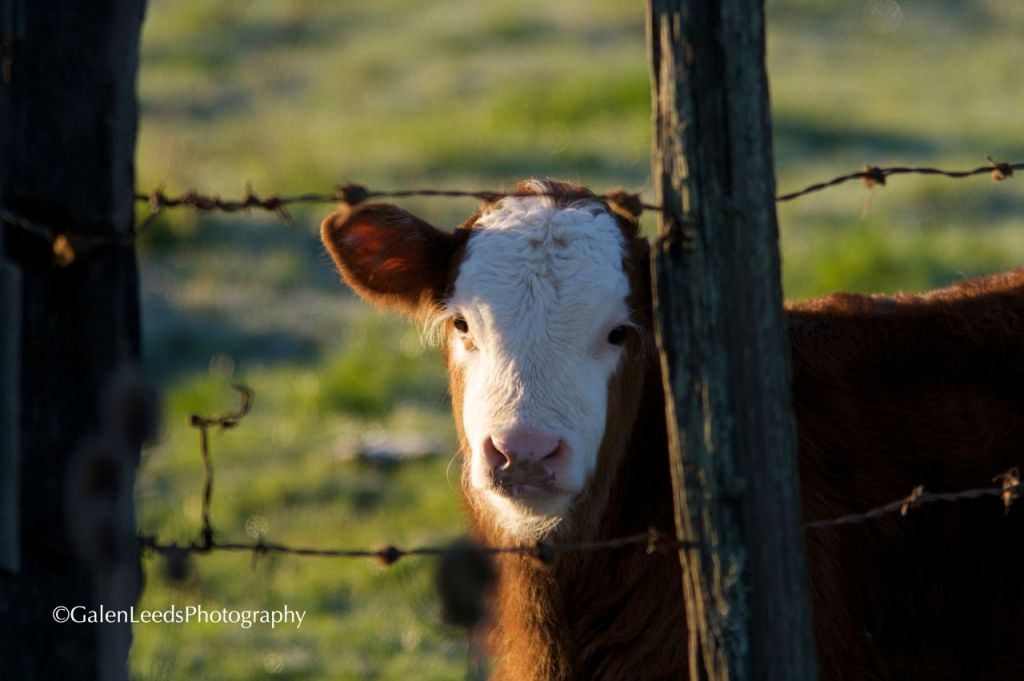 Anatomy of a photo #8: Morning calf and fence | Galen Leeds Photography