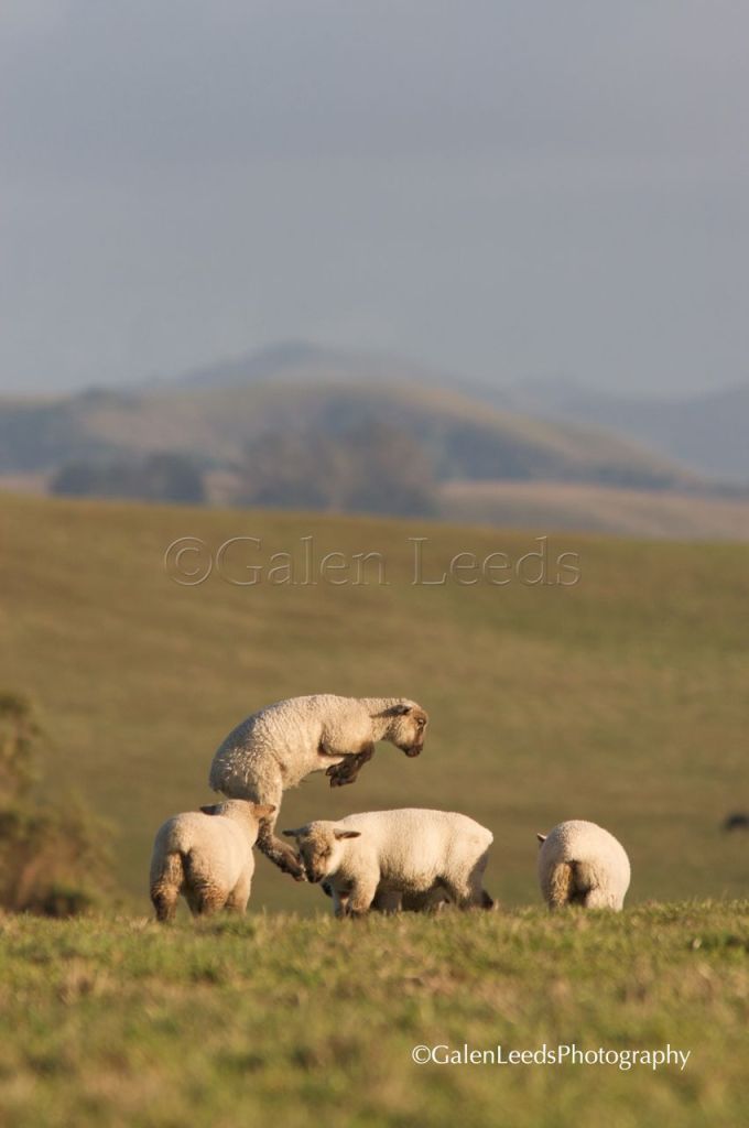 Anatomy of a photo #42: Finding the invisible sheep | Galen Leeds ...