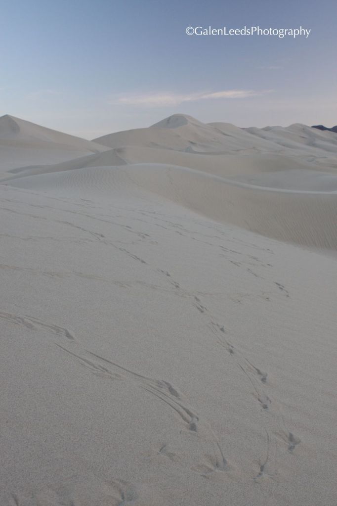 Anatomy of a photo #61: Raven tracks on sand dunes | Galen Leeds ...