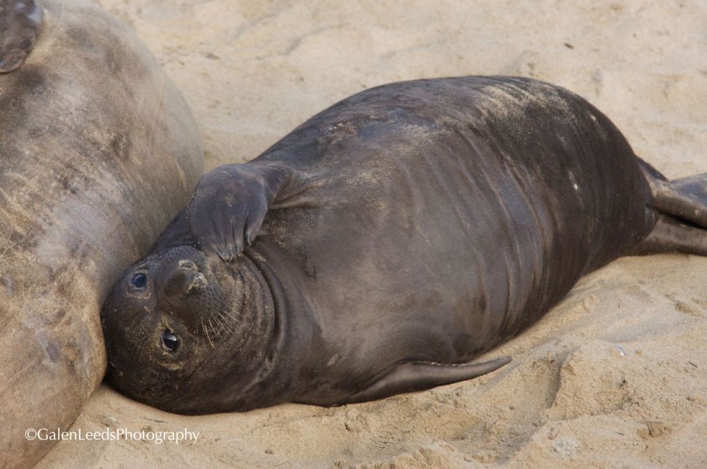 Anatomy of a photo #68: Elephant Seal Pup | Galen Leeds Photography
