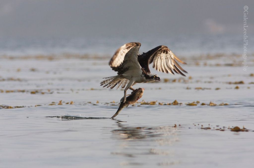 Birds in Flight: Part II | Galen Leeds Photography